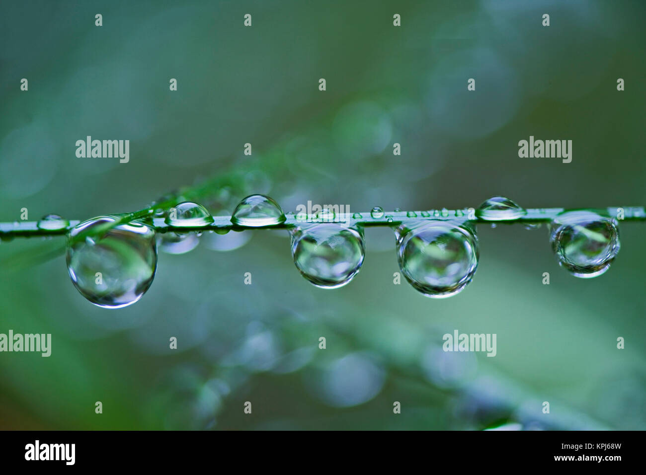 Raindrops on blade of grass, Acadia Nationa Park, Maine Stock Photo - Alamy
