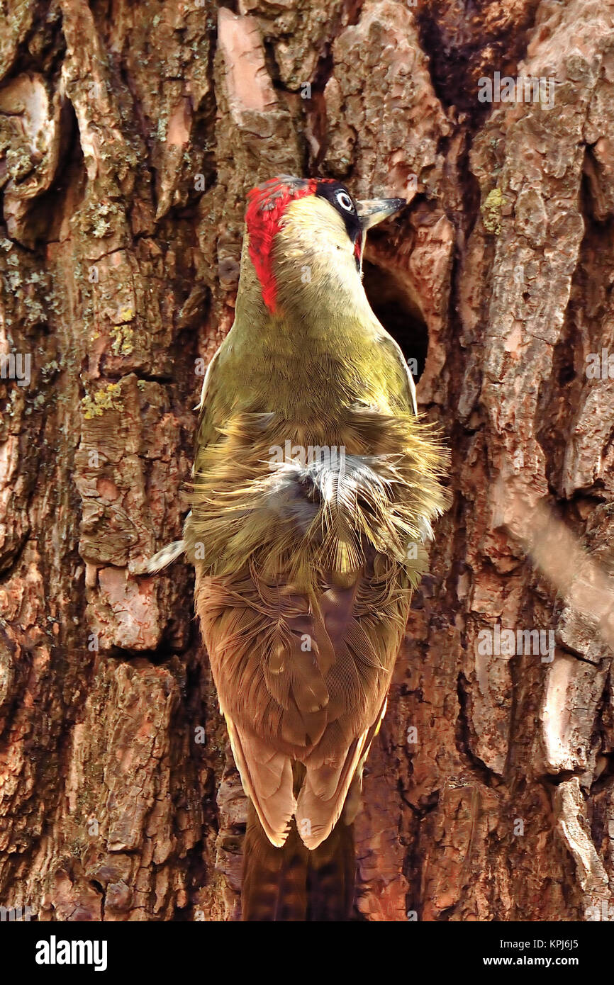 Nistha hi-res stock photography and images - Alamy