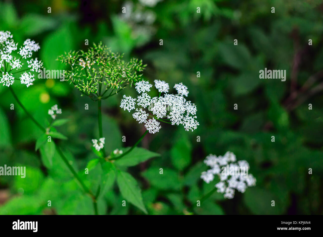 White wild flowers in a summer forest Stock Photo - Alamy