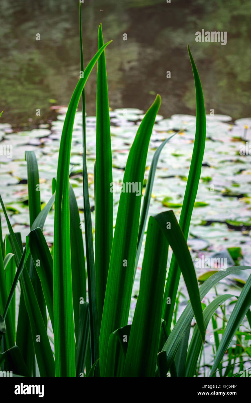 Thickets of reeds on a pond Stock Photo - Alamy