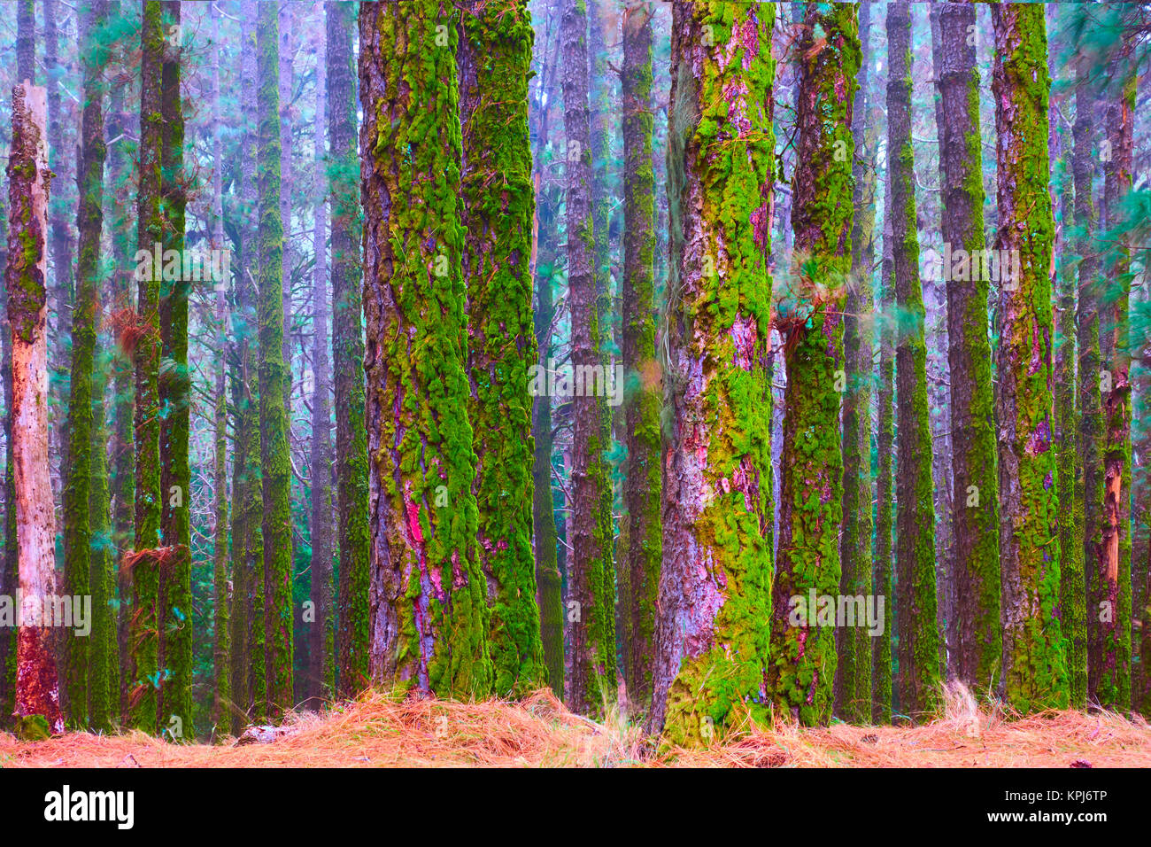 Mossy forest trees mist hi-res stock photography and images - Alamy