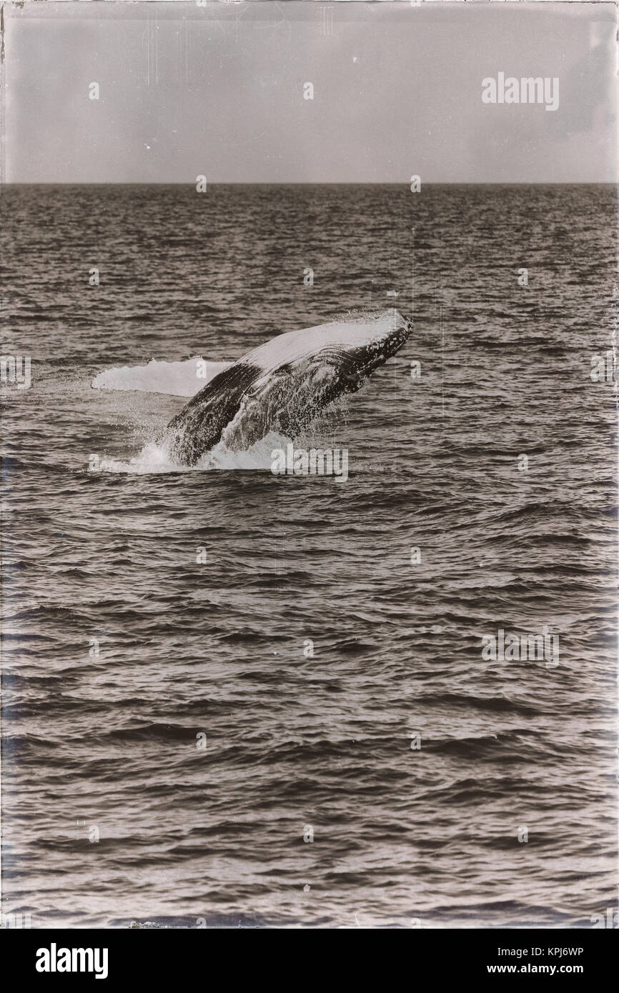 in australia a free whale in the ocean like concept of freedom Stock ...