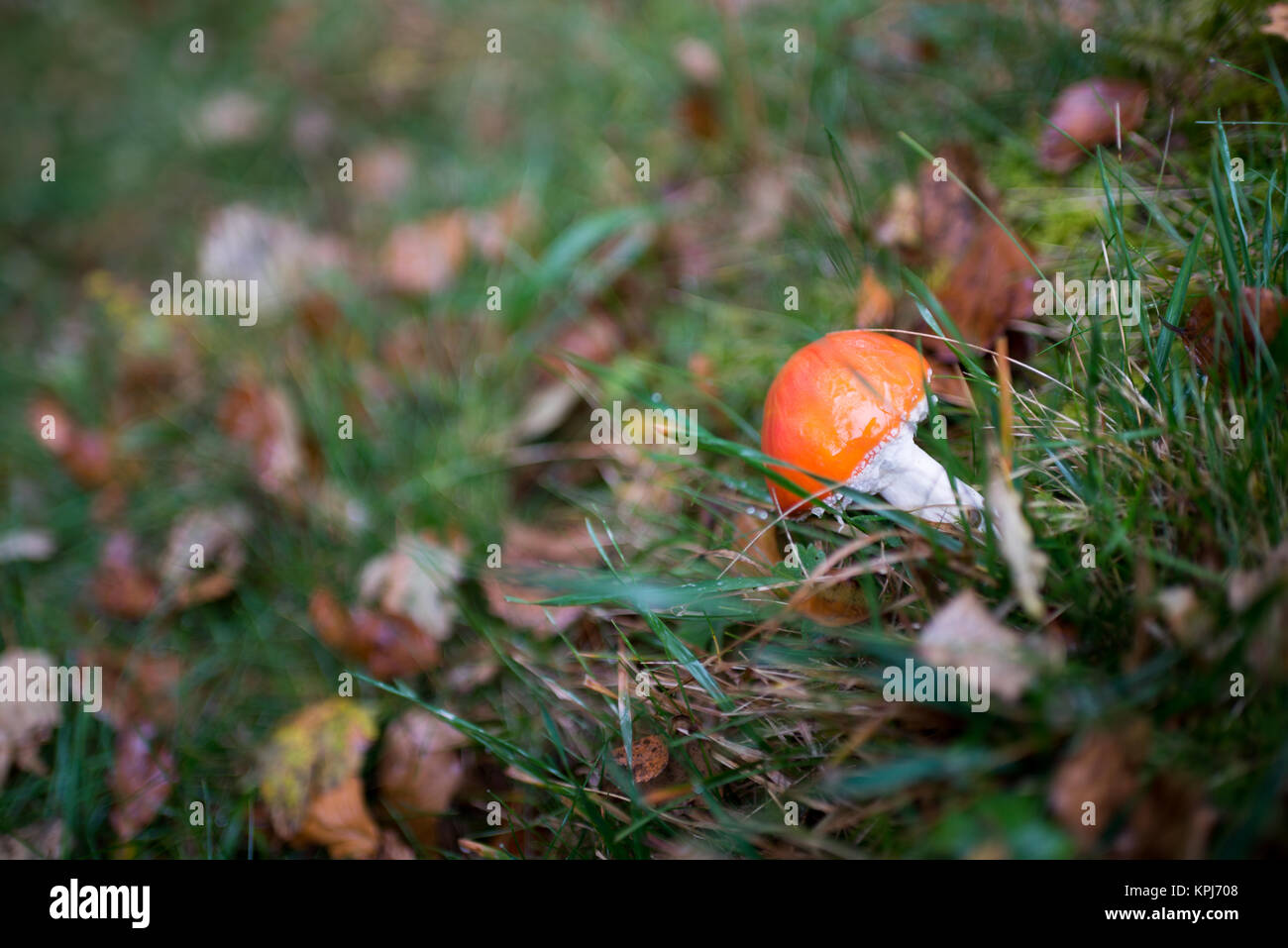 Red mushroom side view in green field in autumn day outdoor Stock Photo ...