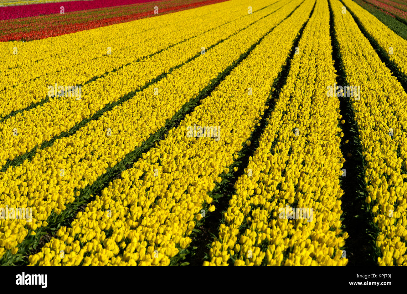Tulip bulb production hi-res stock photography and images - Alamy
