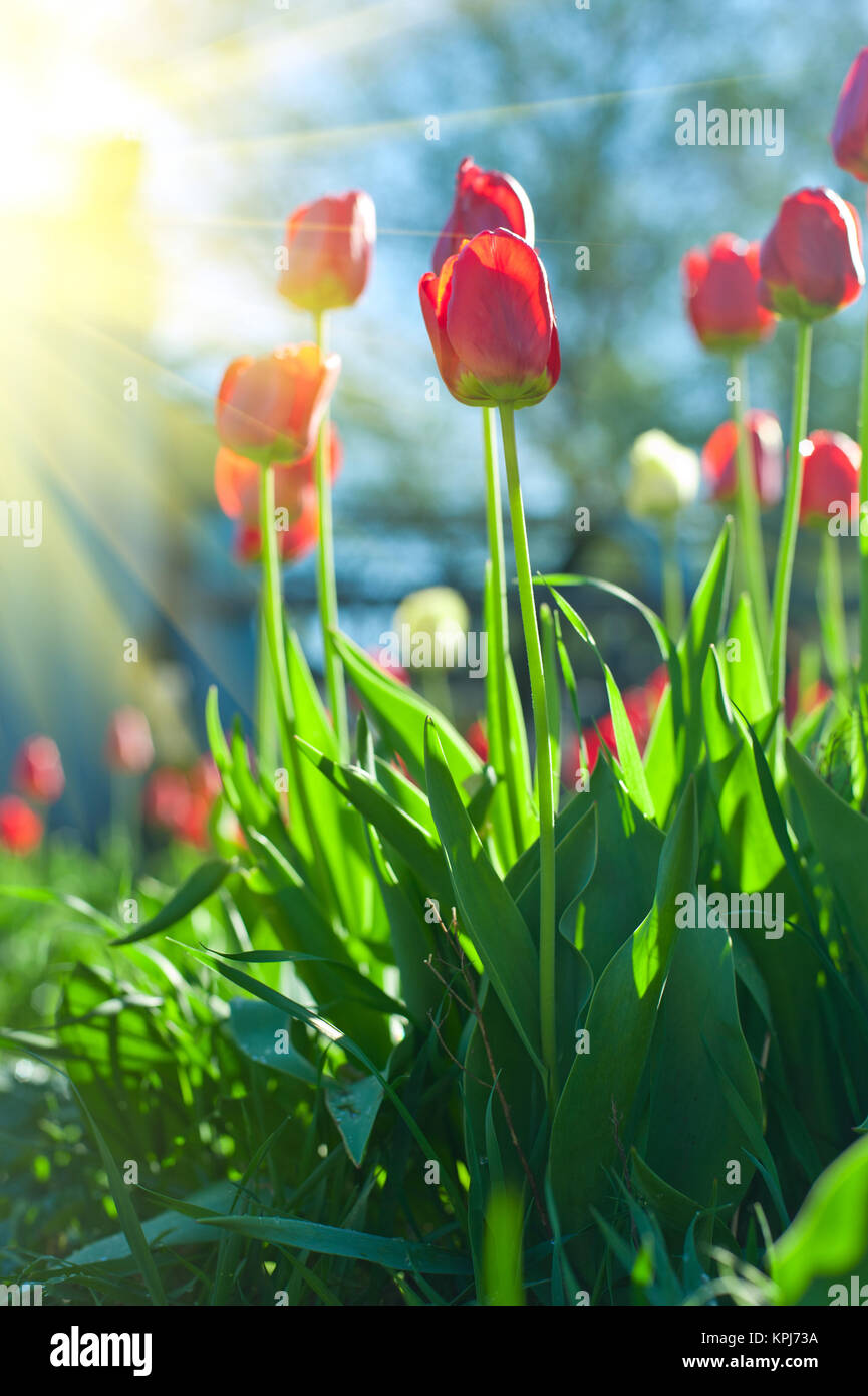 Field of red colored tulips Stock Photo - Alamy