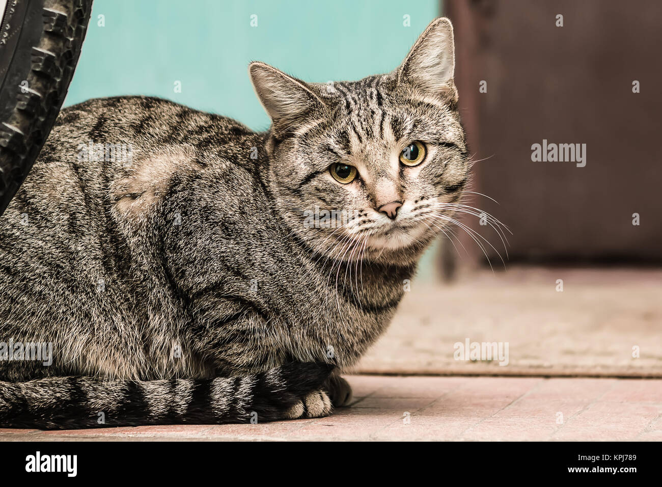 Grey tabby cat Stock Photo - Alamy