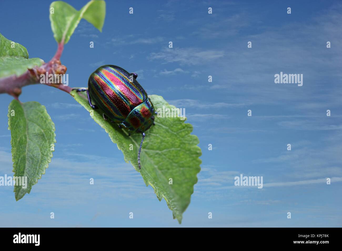 rainbow leaf beetle (chrysolina cerealis) on blackthorn Stock Photo - Alamy