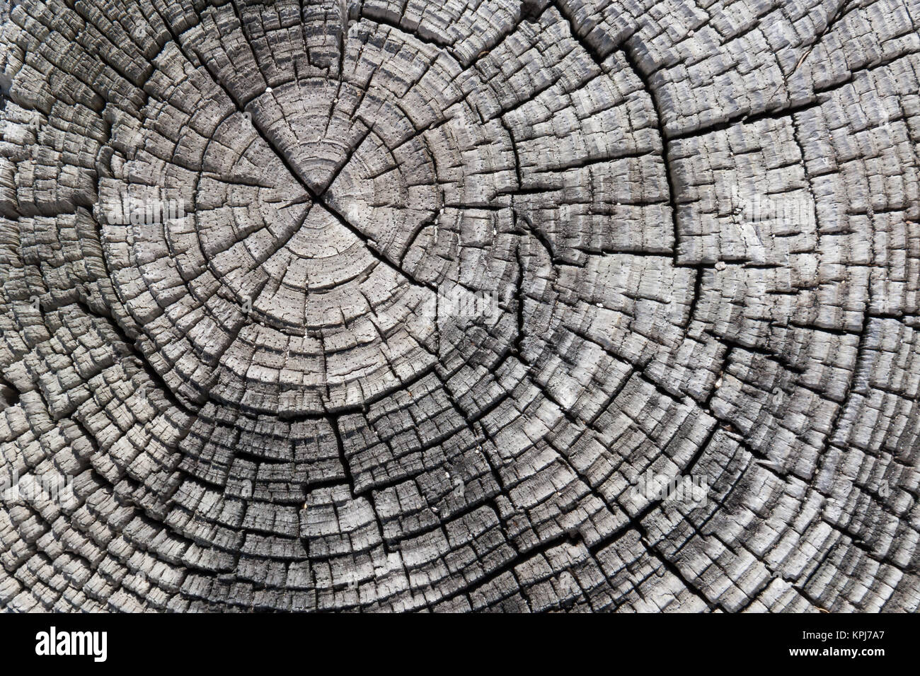 weathered wood with cracks and annual rings Stock Photo - Alamy