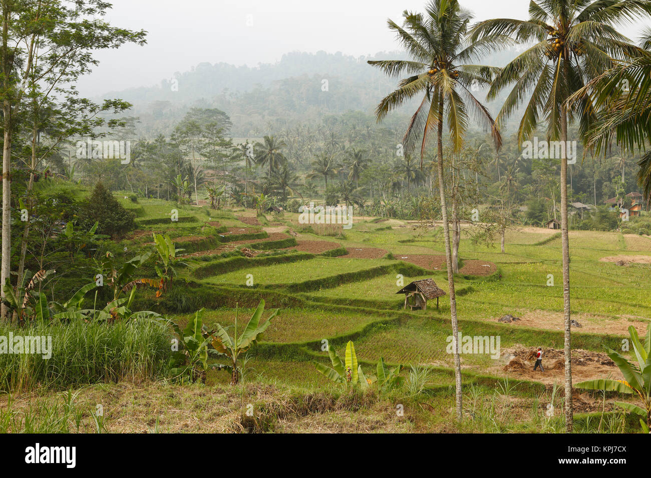 Malang hi-res stock photography and images - Alamy