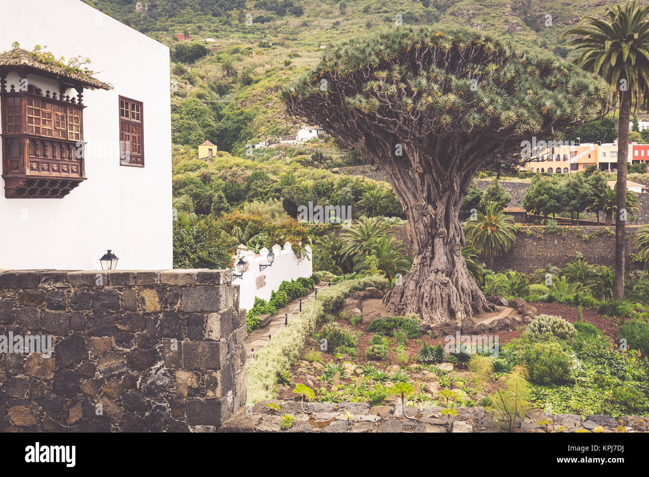 famous dragon tree dragon tree in icod de los vinos tenerife,canary ...