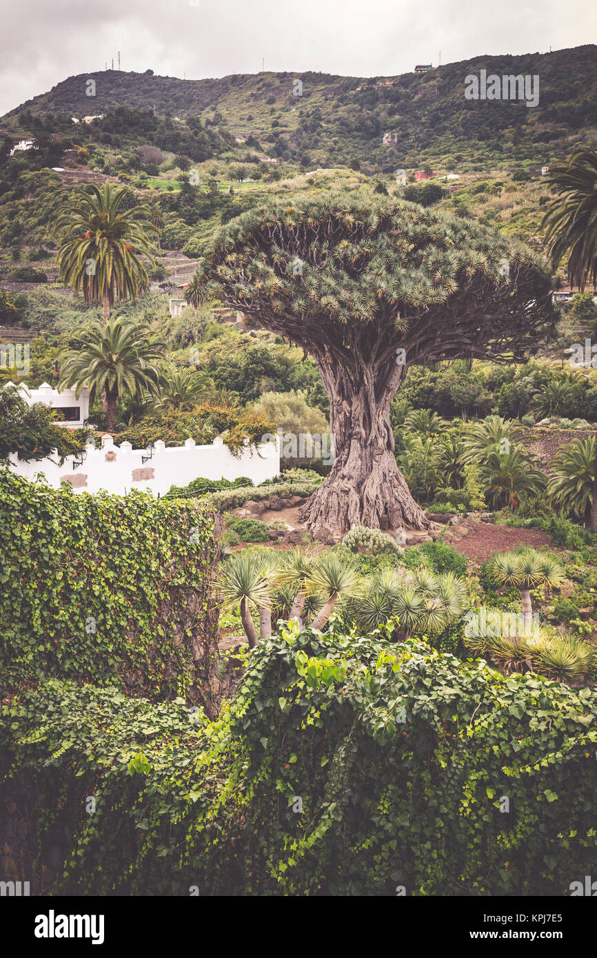 famous dragon tree dragon tree in icod de los vinos tenerife,canary ...