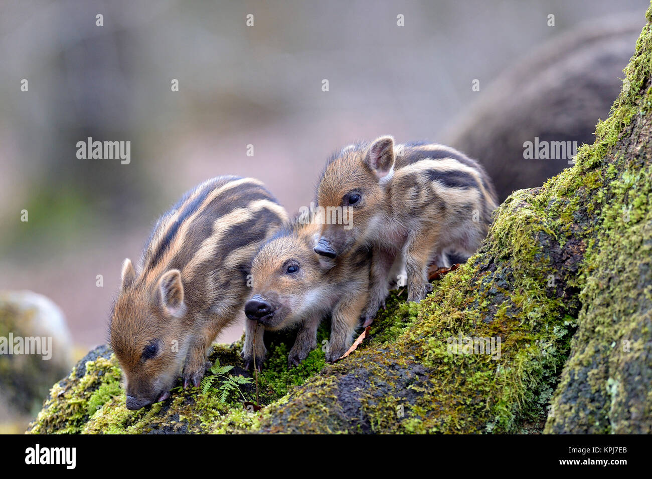 Wild boars (Sus scrofa), shoats on a mossy tree trunk, captive, North ...