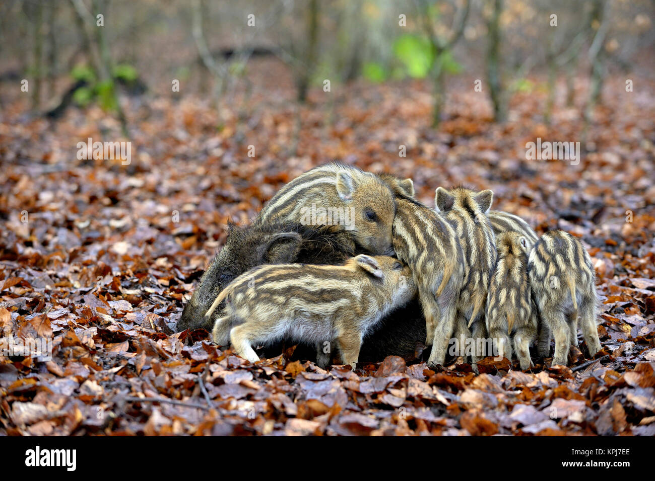 Wild boars (Sus scrofa), young animals warm themselves at adult animal ...