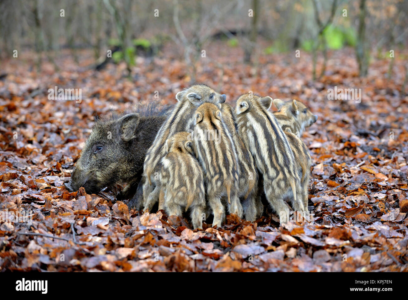 Wild boars (Sus scrofa), young animals warm themselves at adult animal ...