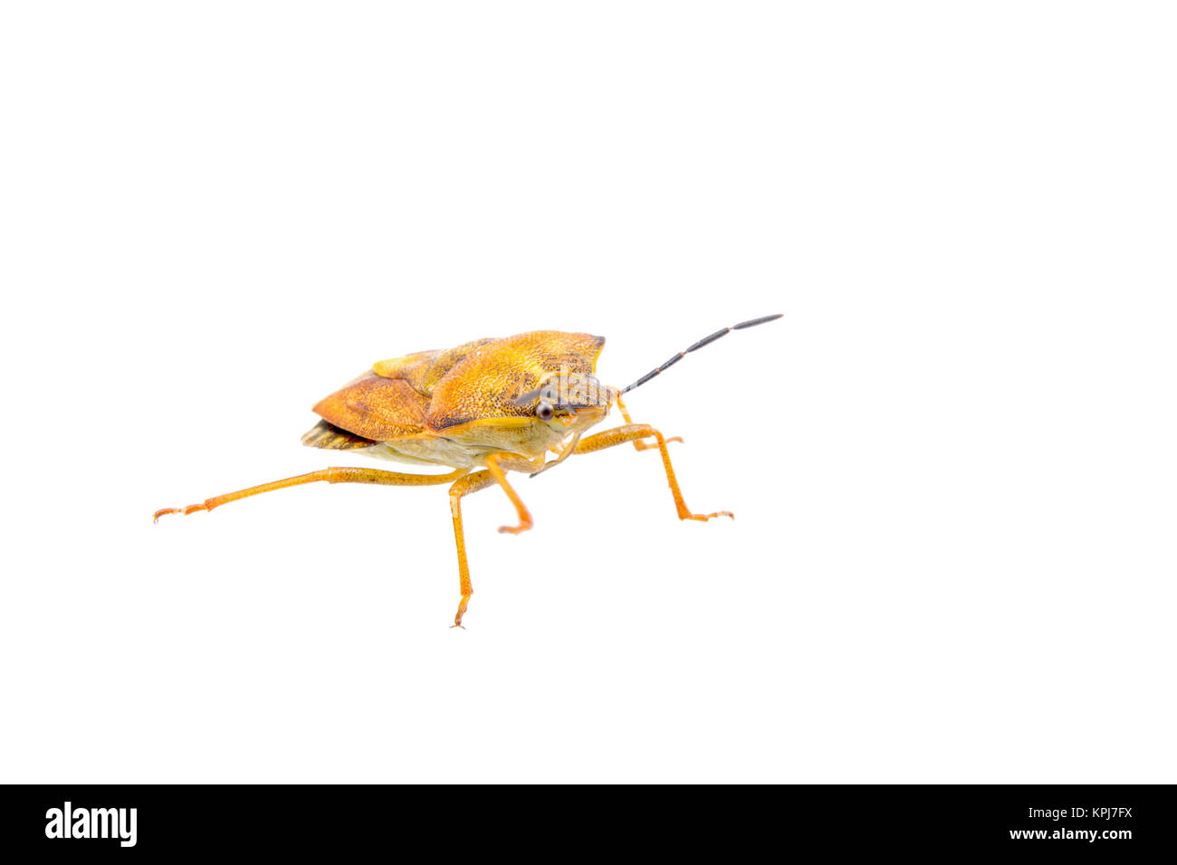Brown shield bug on Cut Out Stock Images & Pictures - Alamy