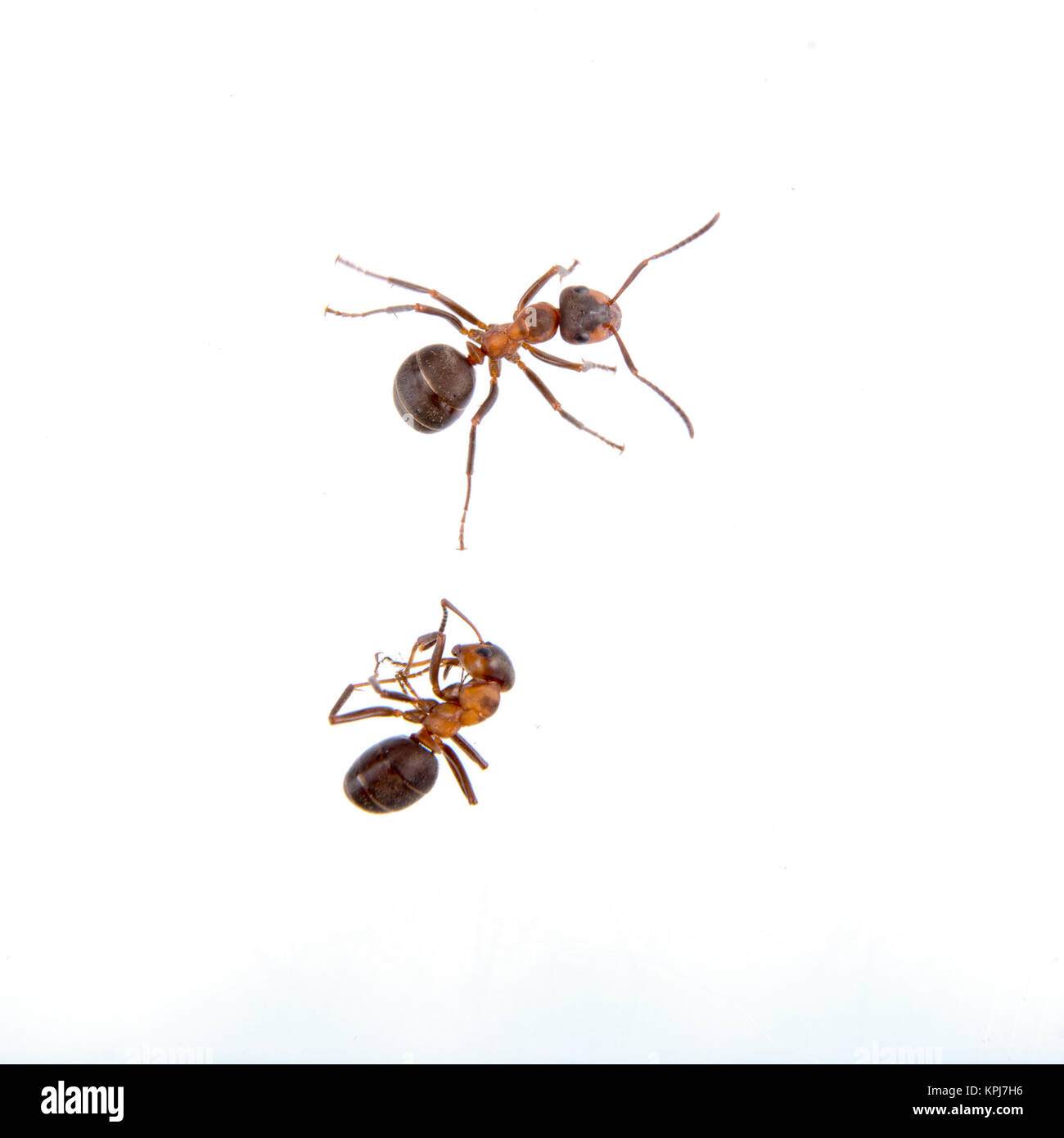 Two ants on a white background Stock Photo - Alamy