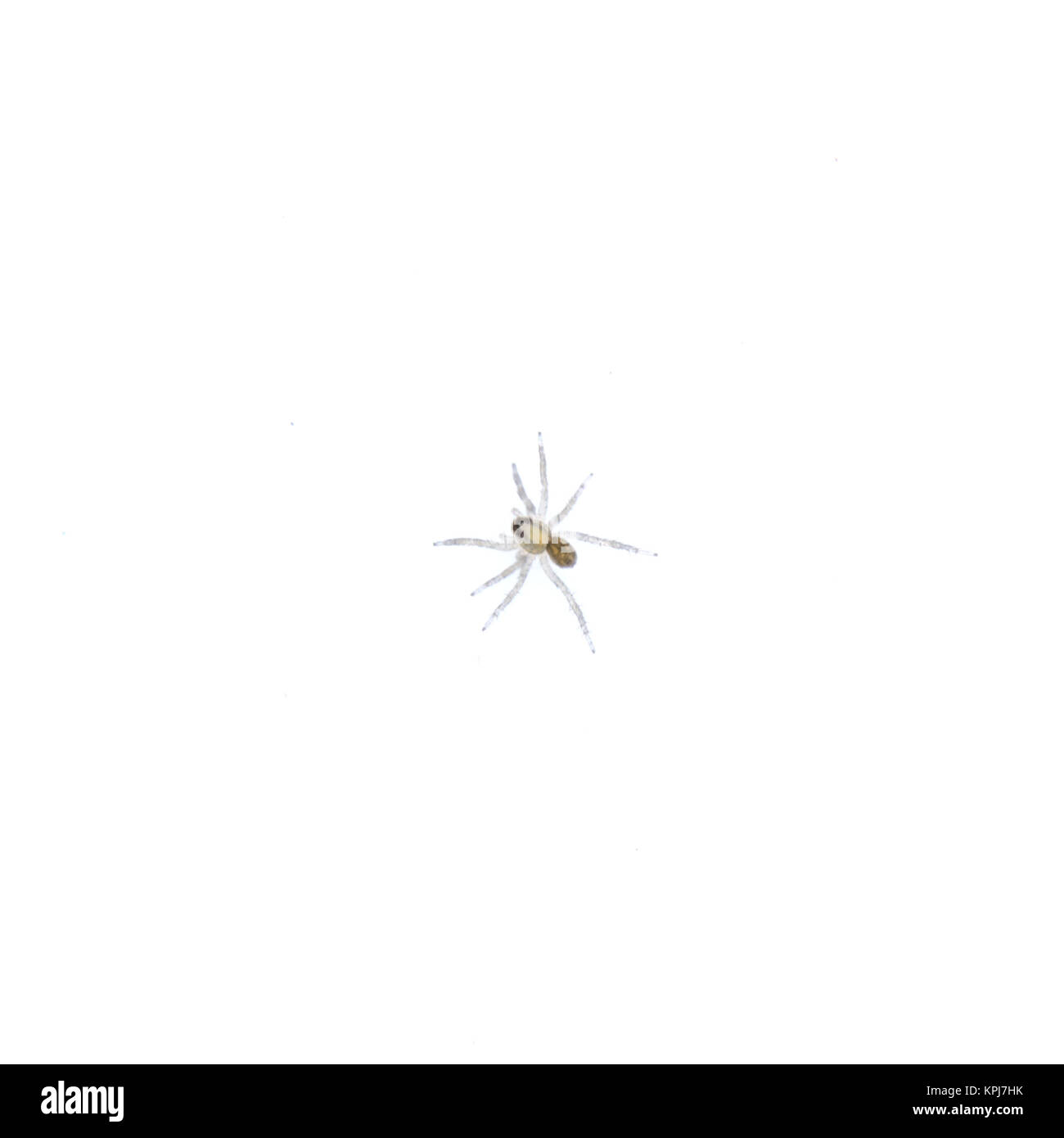 Small spider on a white background Stock Photo - Alamy