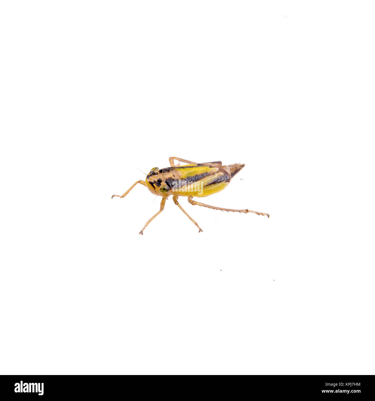 Small brown insect on a white background Stock Photo - Alamy