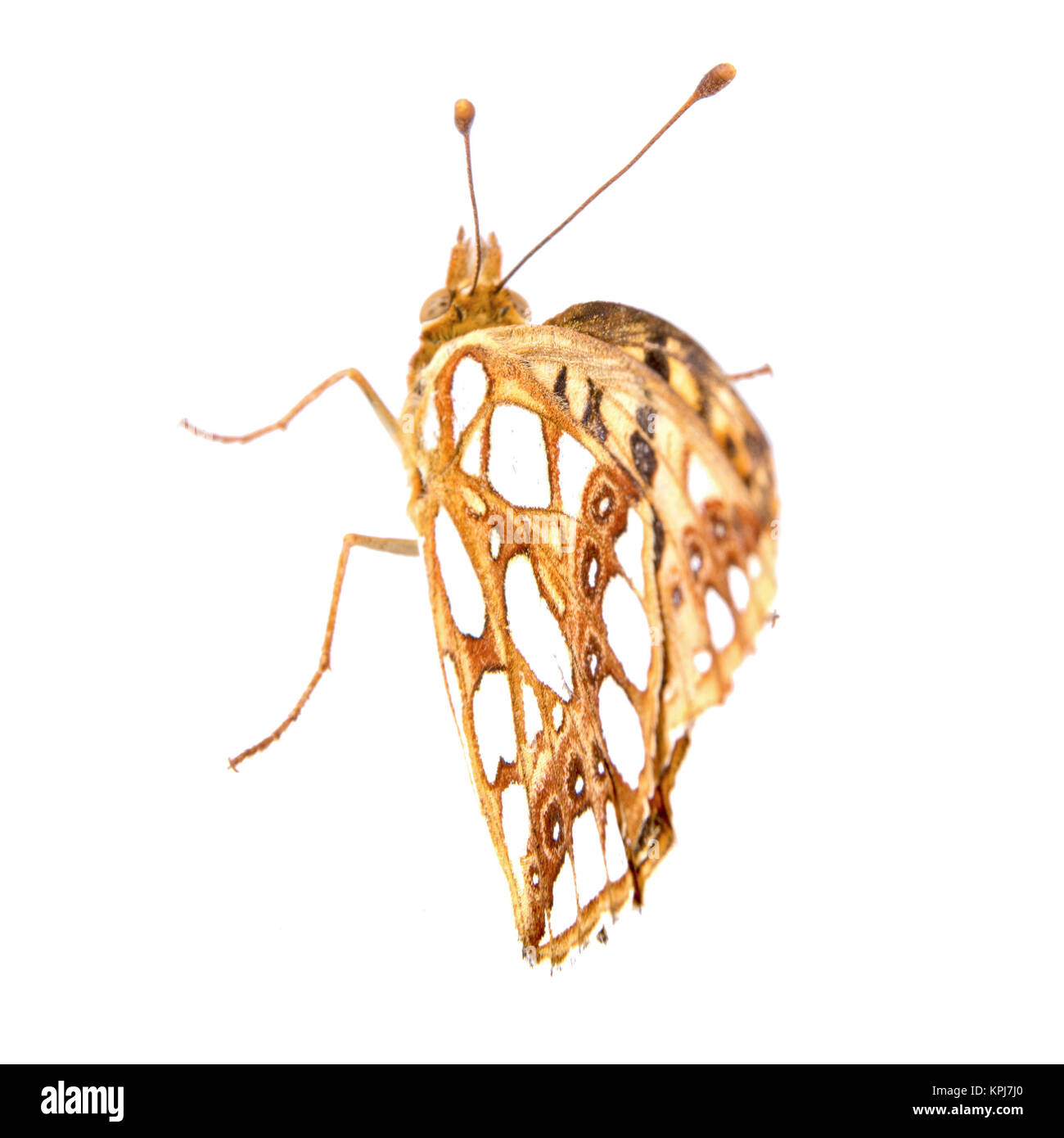 Light colored wings hi-res stock photography and images - Alamy