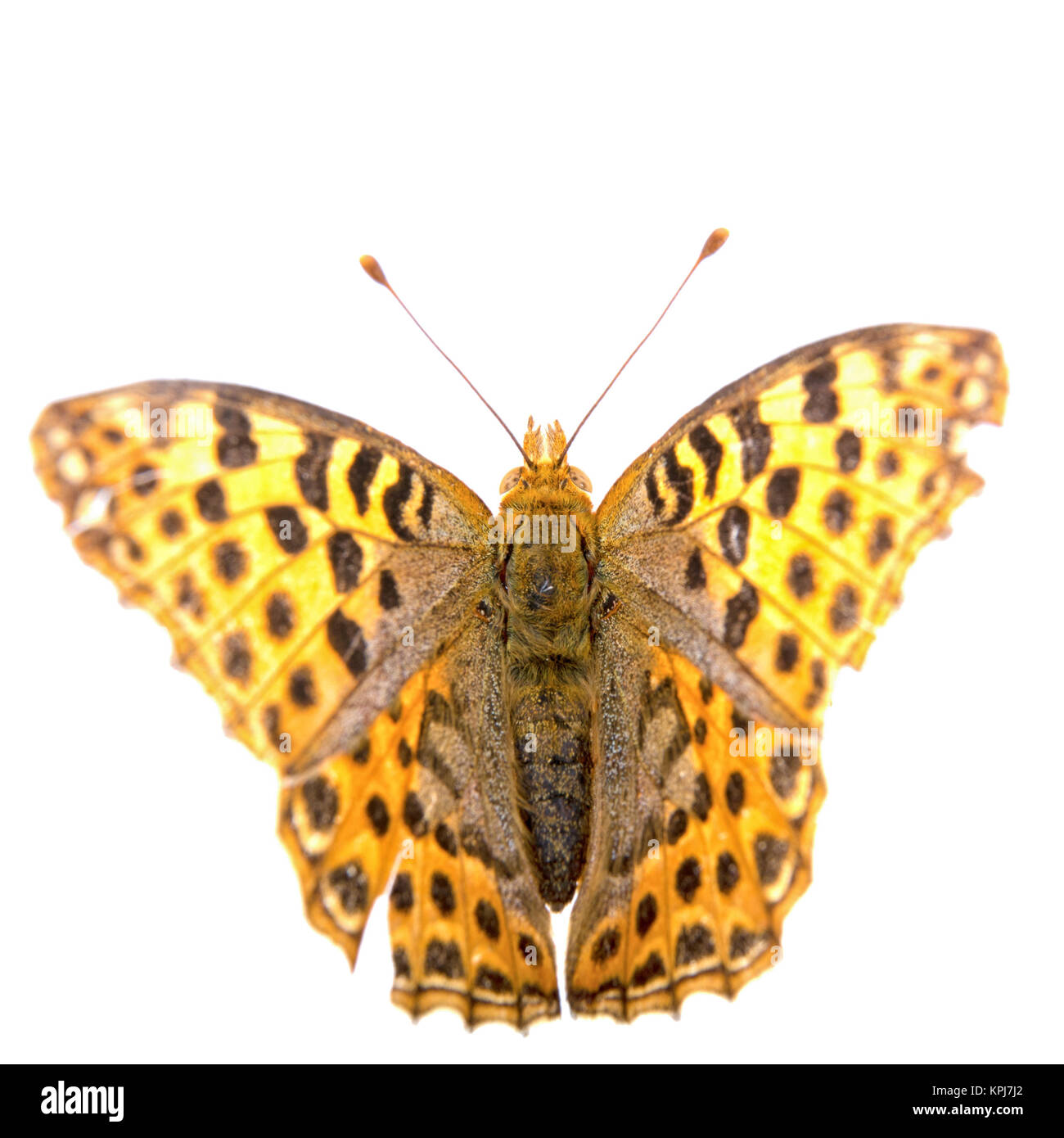 Colored butterfly on the white background Stock Photo - Alamy
