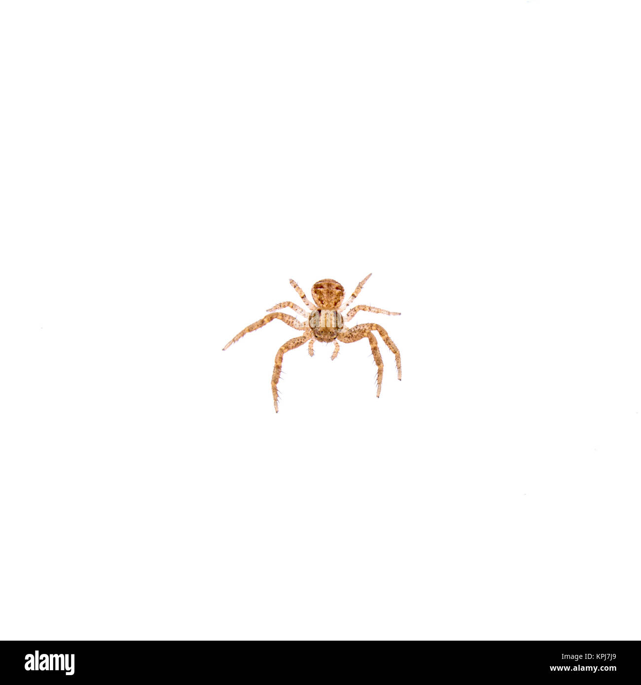 Small spider on a white background Stock Photo - Alamy