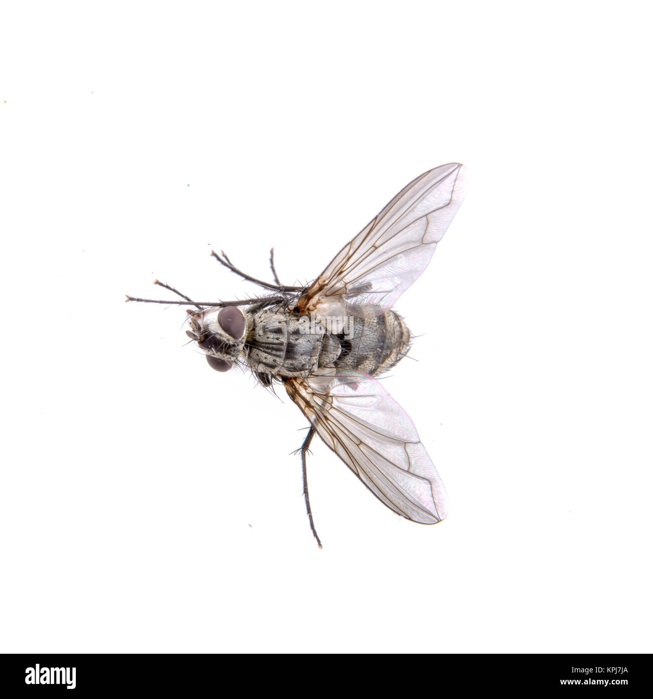 Grey fly on a black background Stock Photo - Alamy