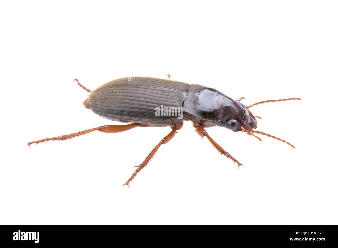 Brown bug on a white background Stock Photo - Alamy