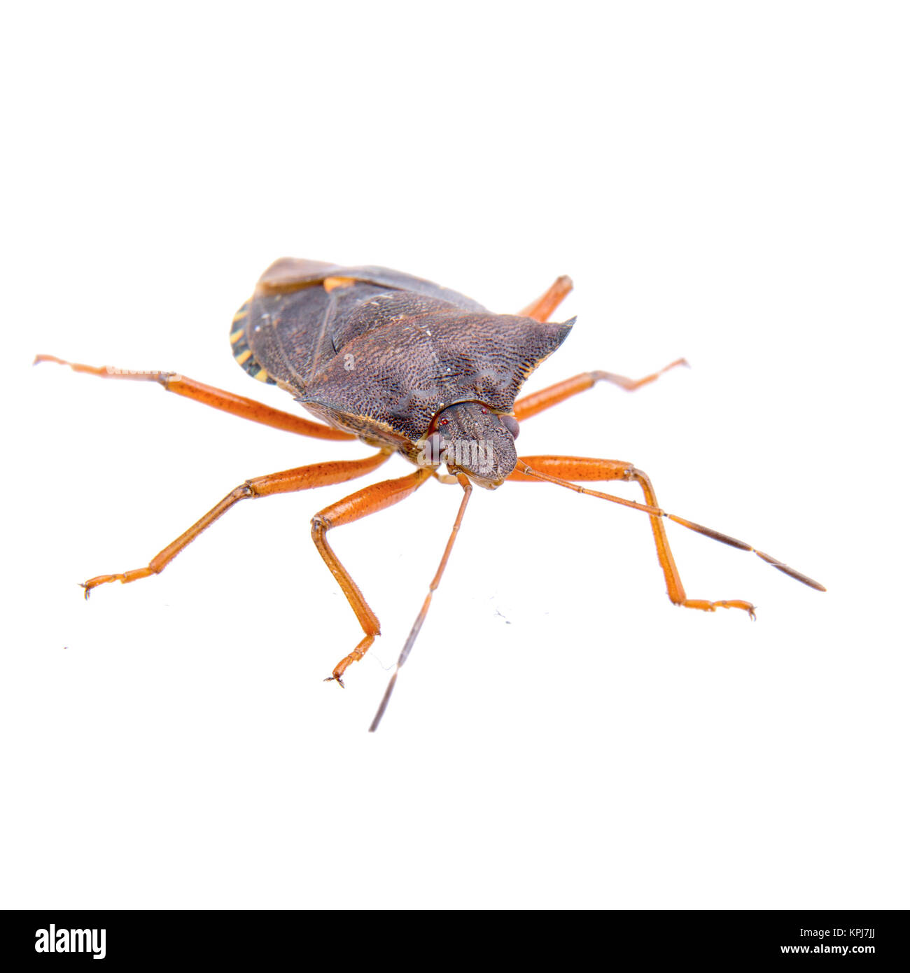 Brown shield bug on a white background Stock Photo - Alamy