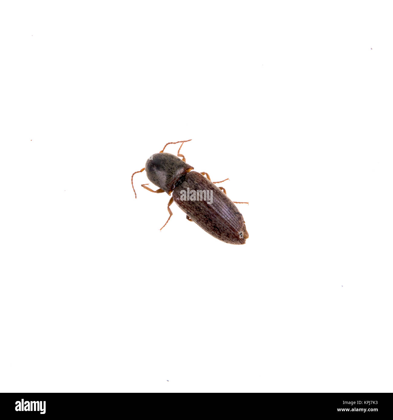 Brown bug on a white background Stock Photo - Alamy