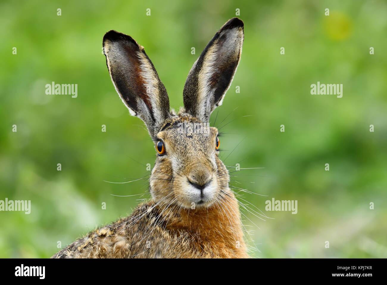 European hare (Lepus europaeus), Portrait, National Park Lake Neusiedl ...
