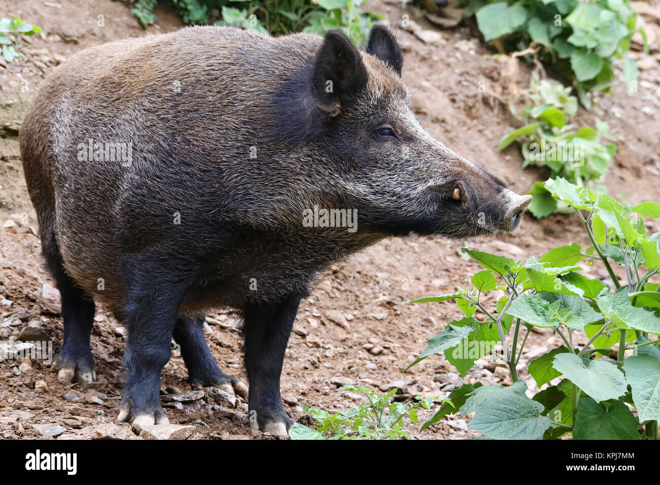 Schweineborsten hi-res stock photography and images - Alamy