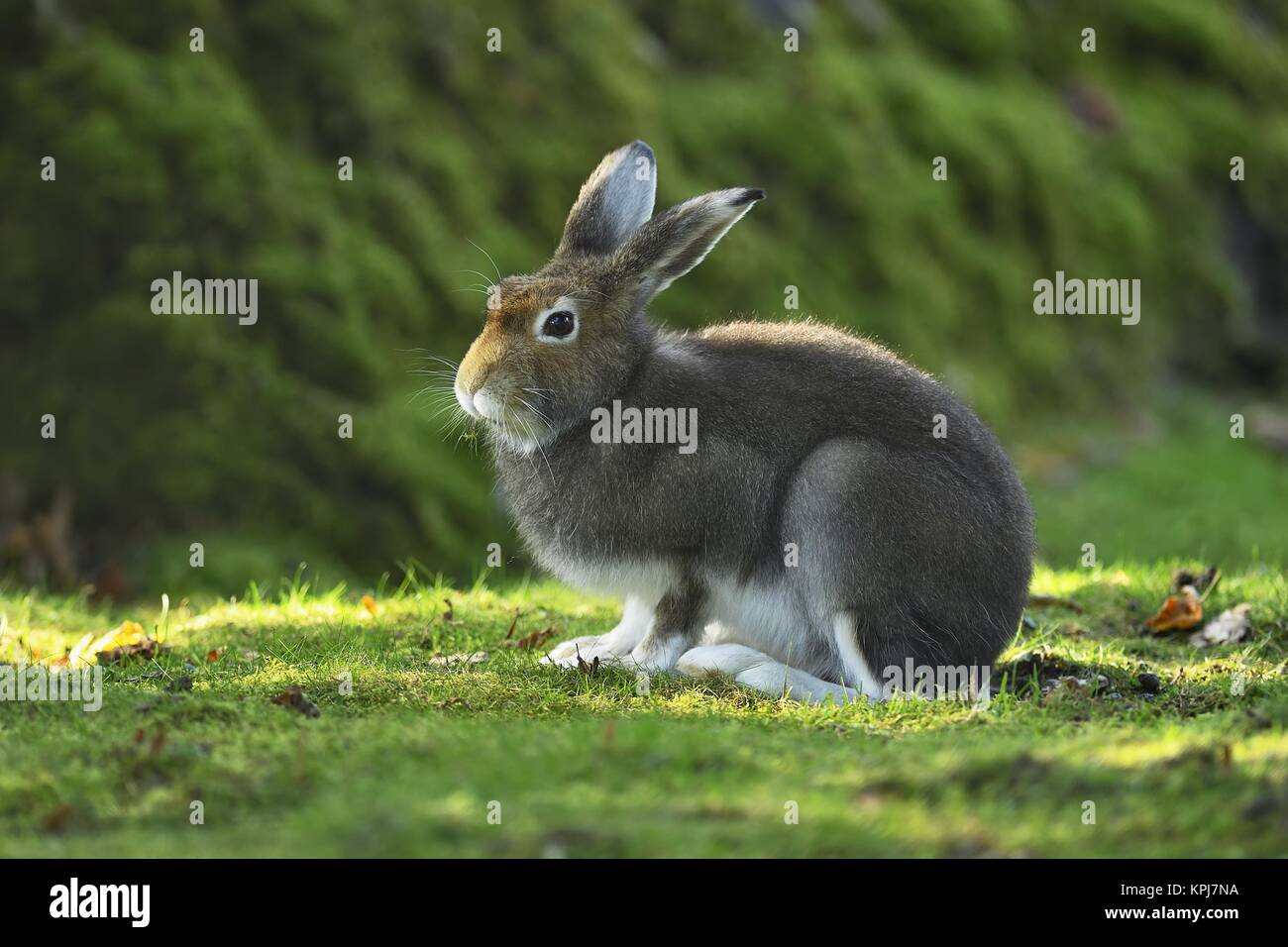 Alpine Hare (Lepus timidus varronis) in coat change, sedentary, canton ...