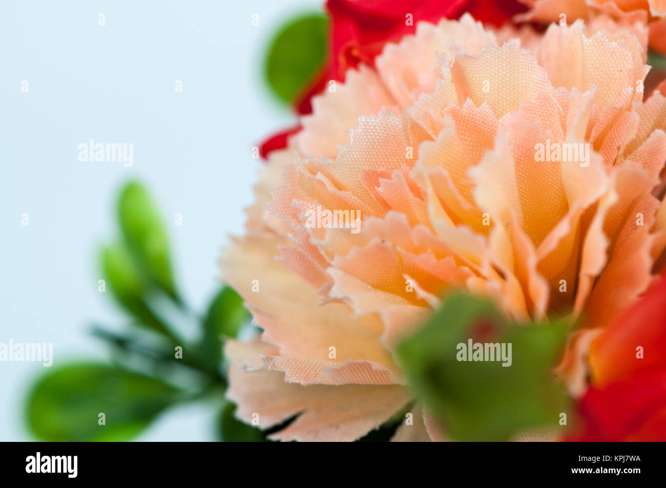 beautiful flower closeup Stock Photo - Alamy