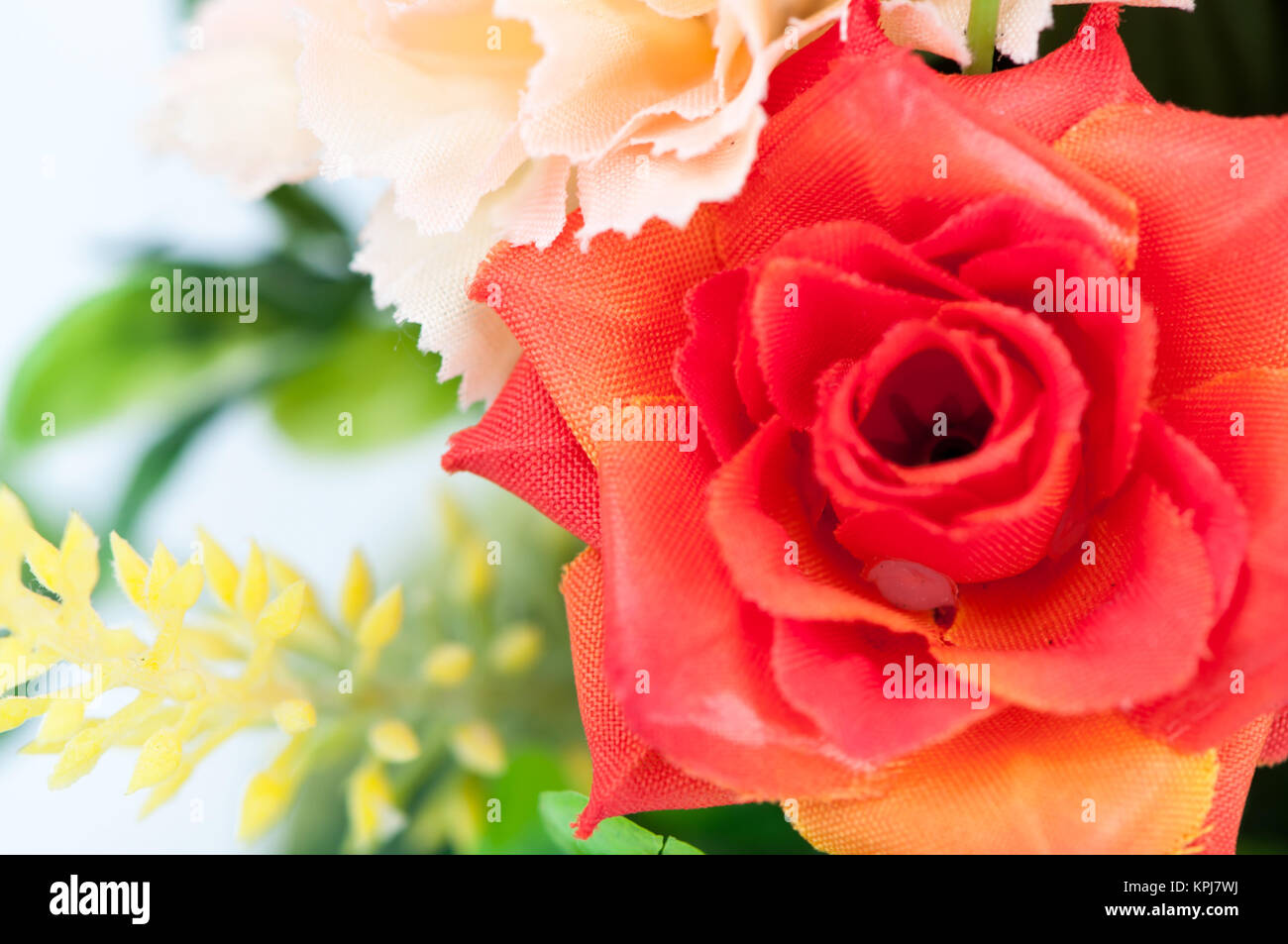 beautiful roses closeup Stock Photo - Alamy