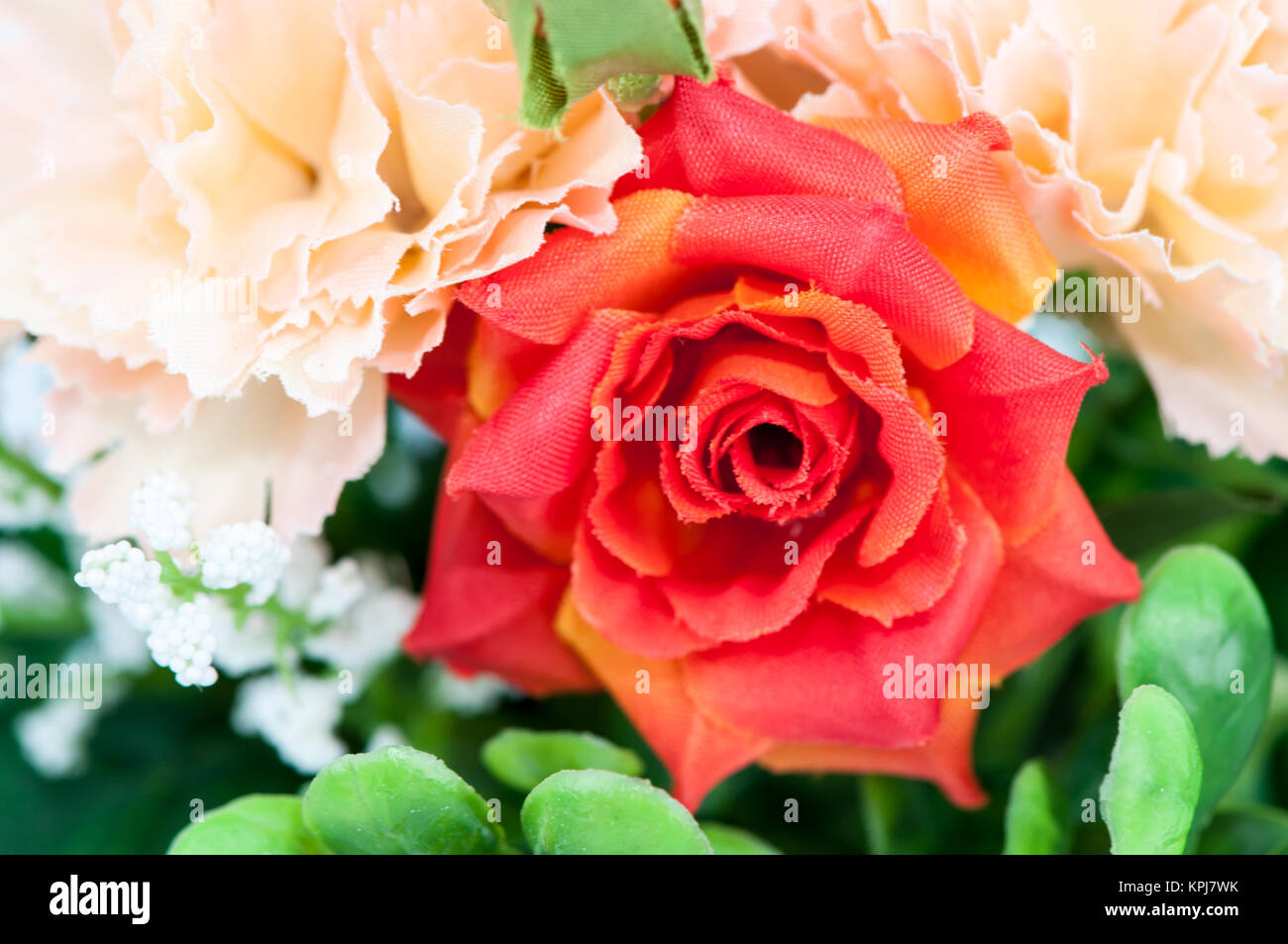 beautiful roses closeup Stock Photo - Alamy
