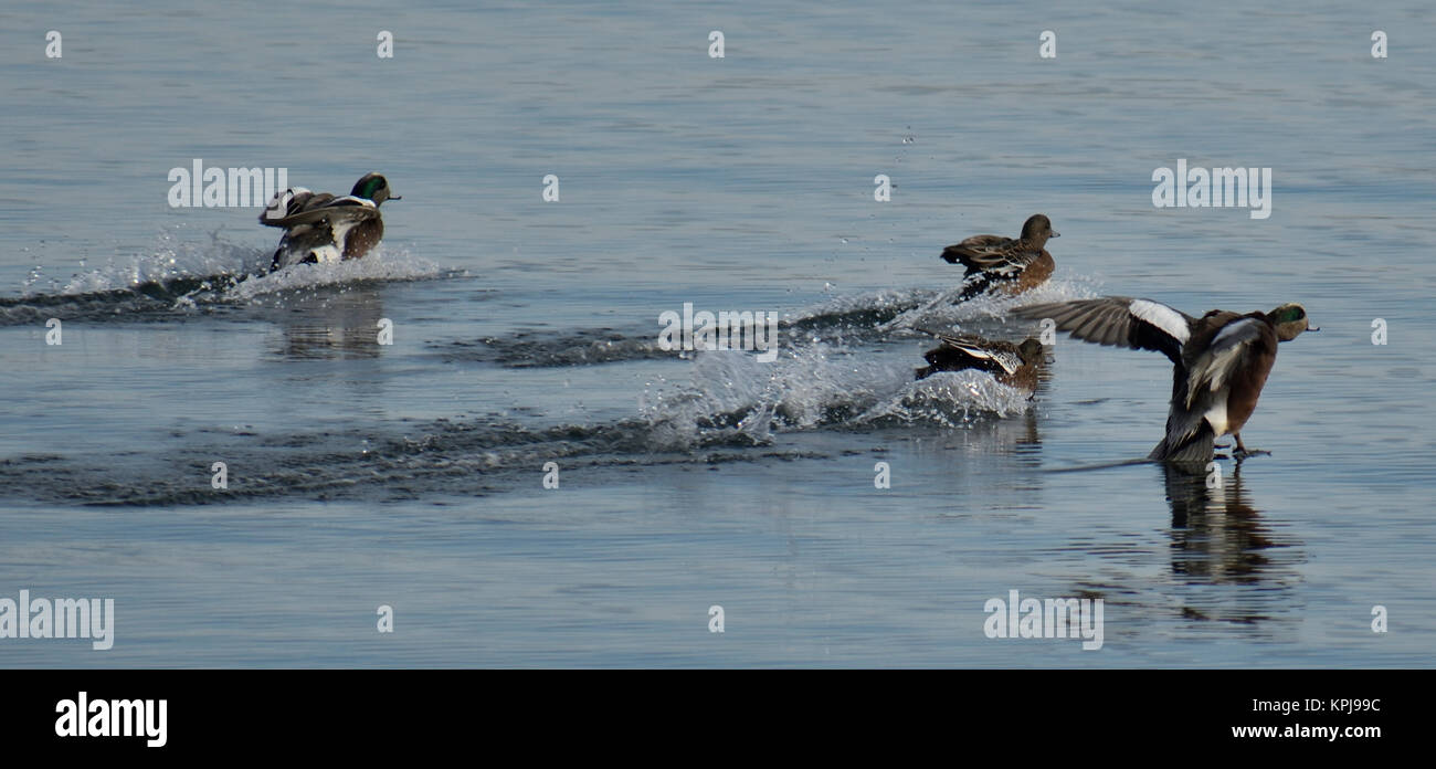 Ducks landing on water Stock Photo - Alamy