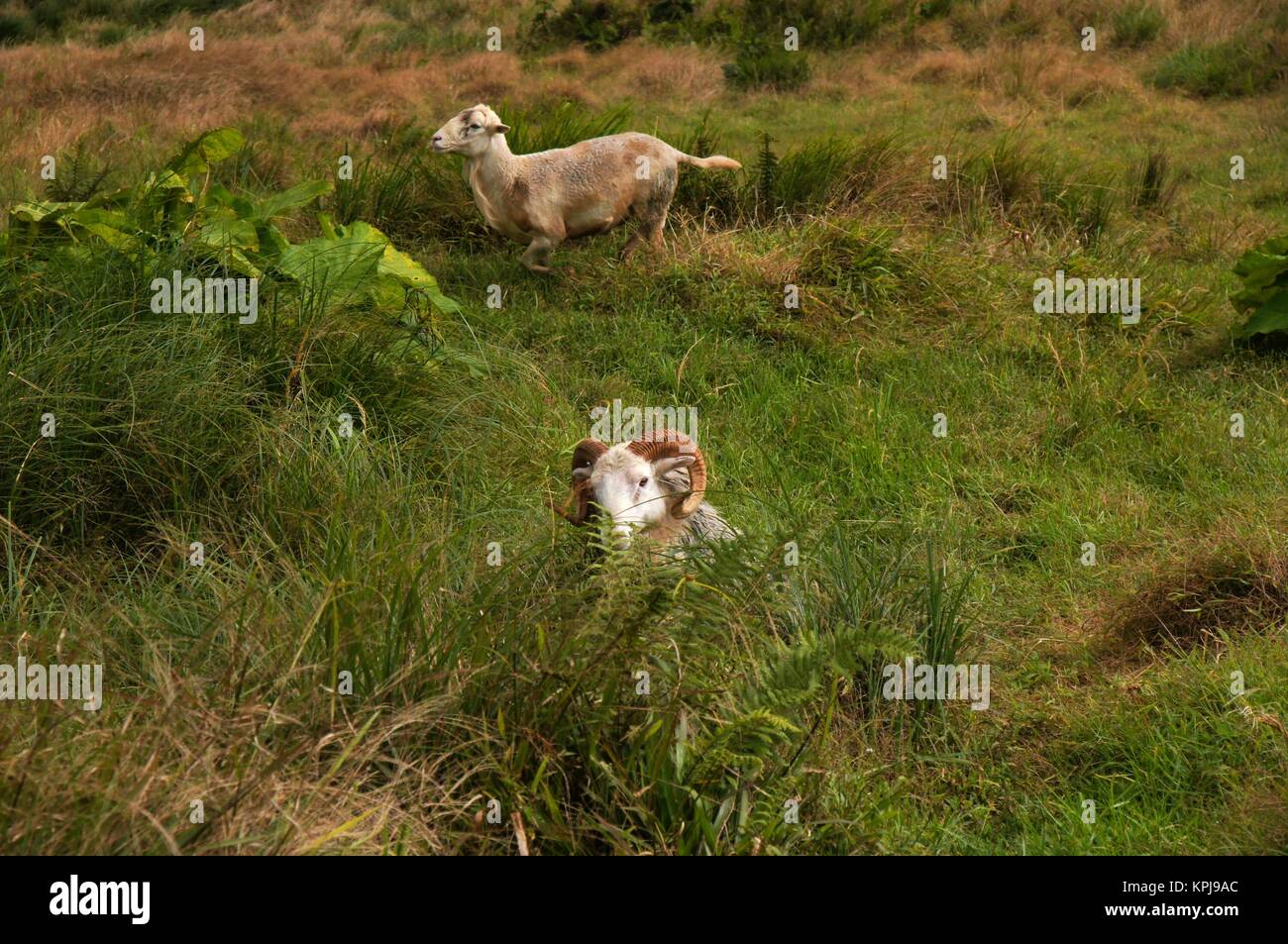 One sheep hiding in the green grass and another passing by in a lush ...