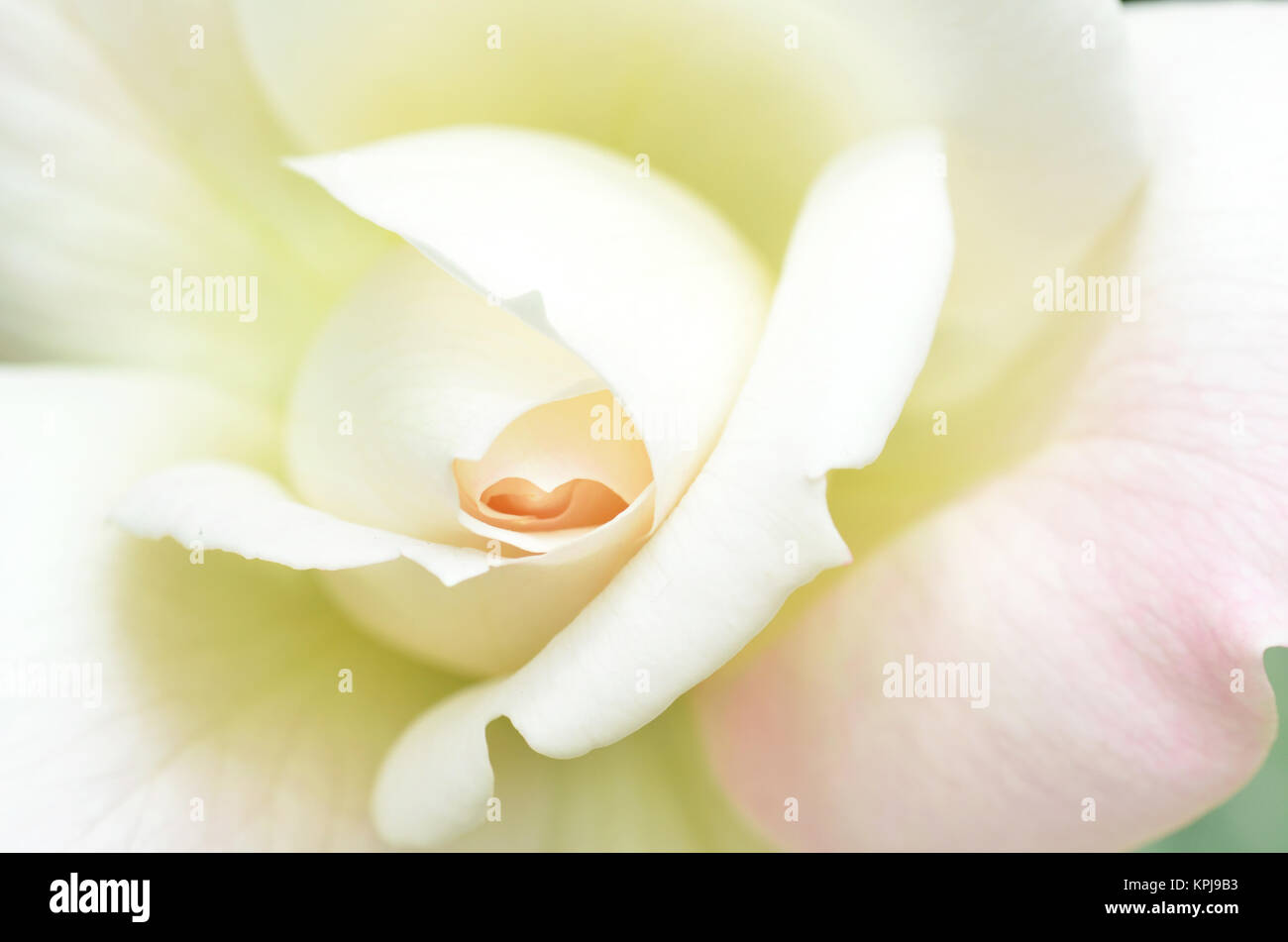 Beautiful white rose flower head Stock Photo - Alamy