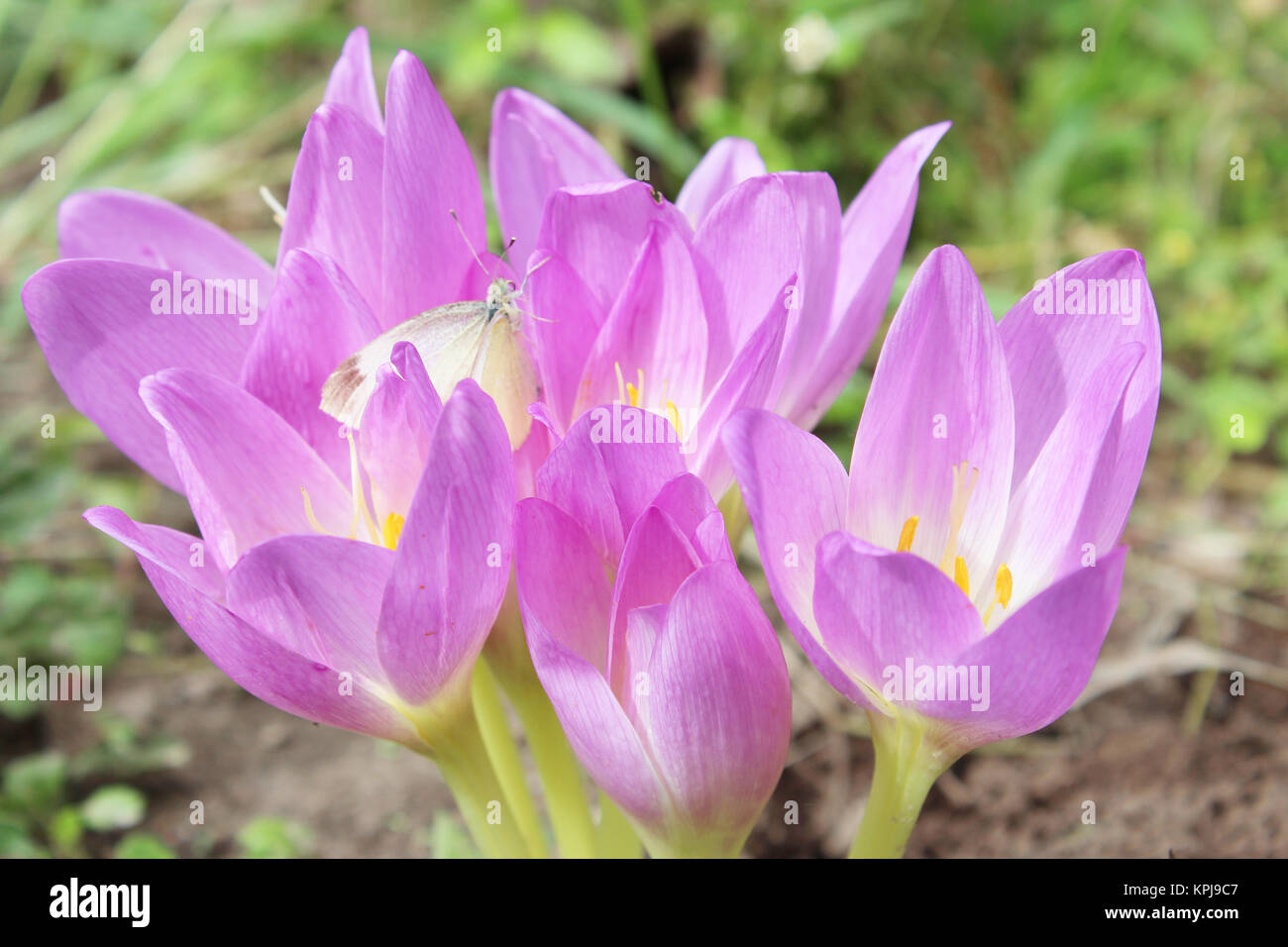 pink flowers of colchicum autumnale Stock Photo - Alamy