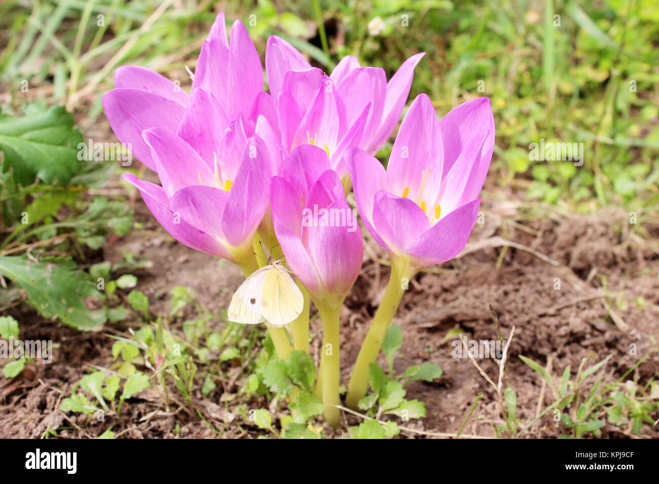 pink flowers of colchicum autumnale Stock Photo - Alamy