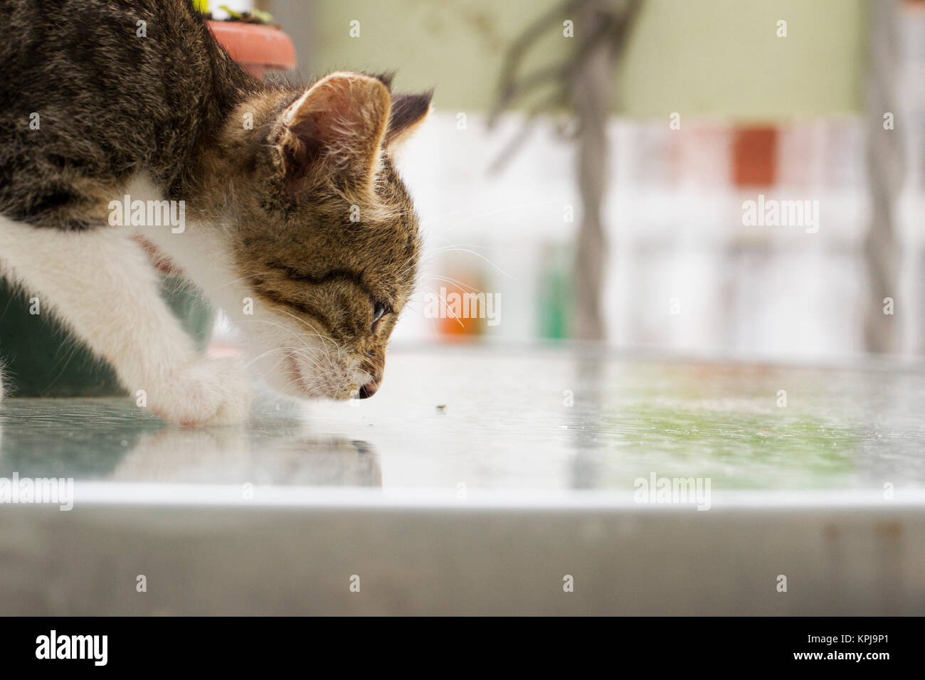 Small cat sniffing the ground Stock Photo - Alamy