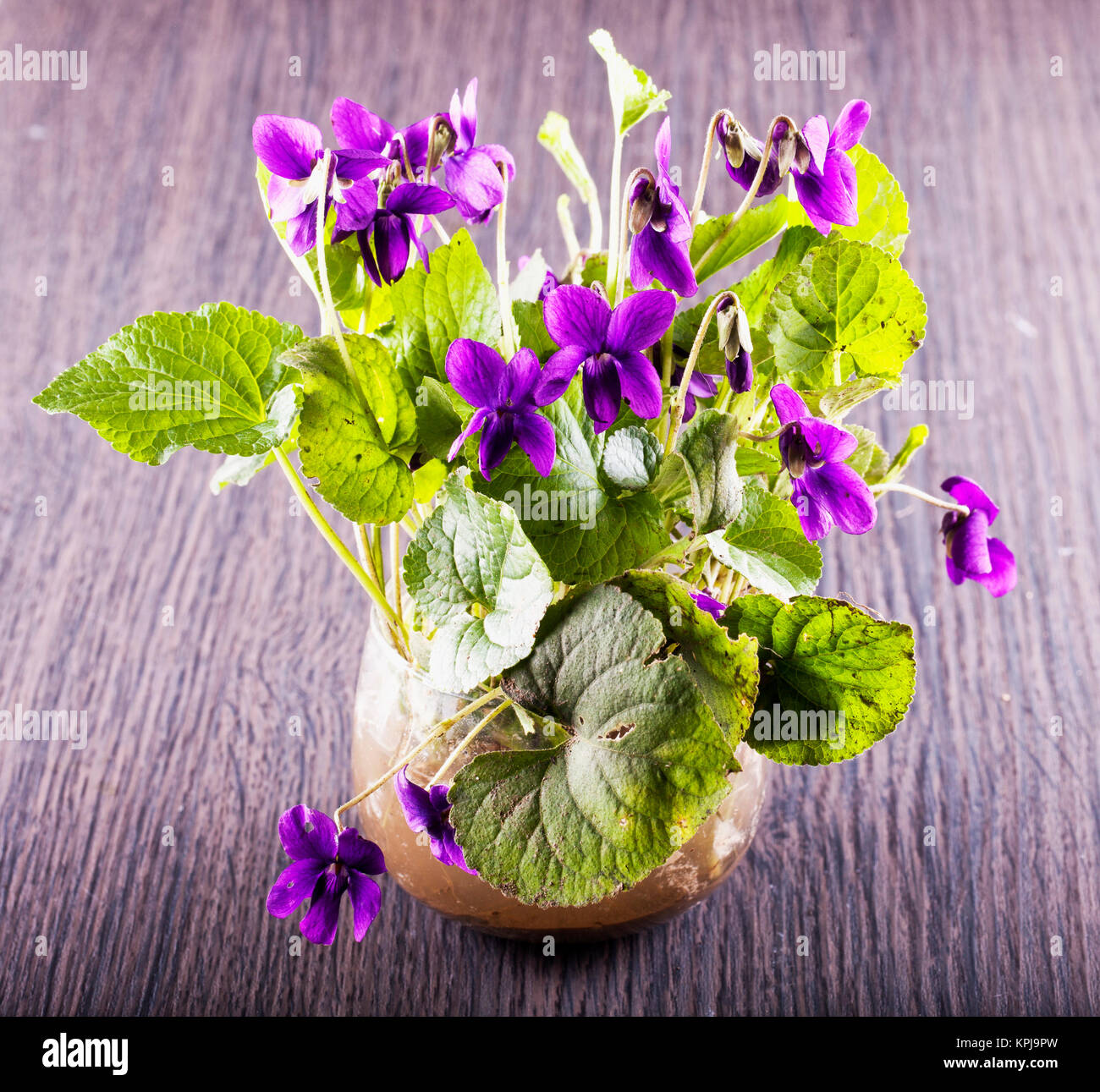 Violets in a vase Stock Photo - Alamy