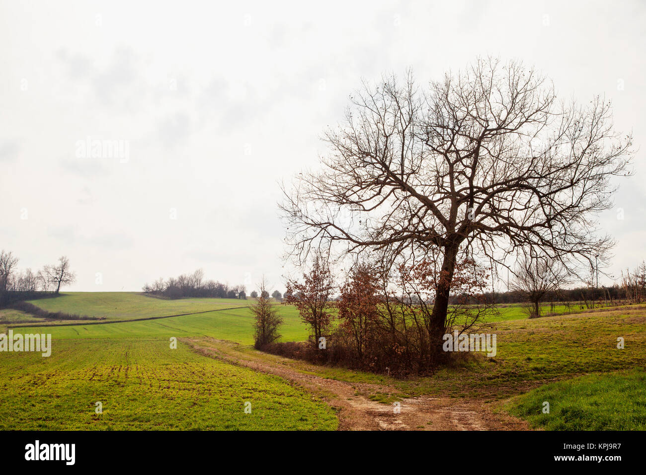 Landscape with tree Stock Photo - Alamy