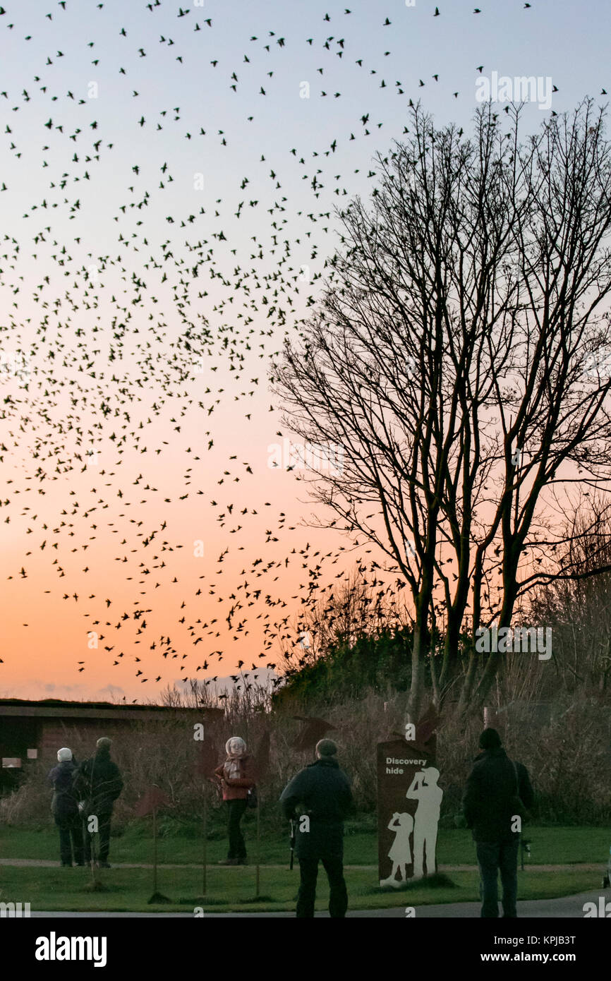 A spectacular dusk starling flight, gathering and groupings, with ...