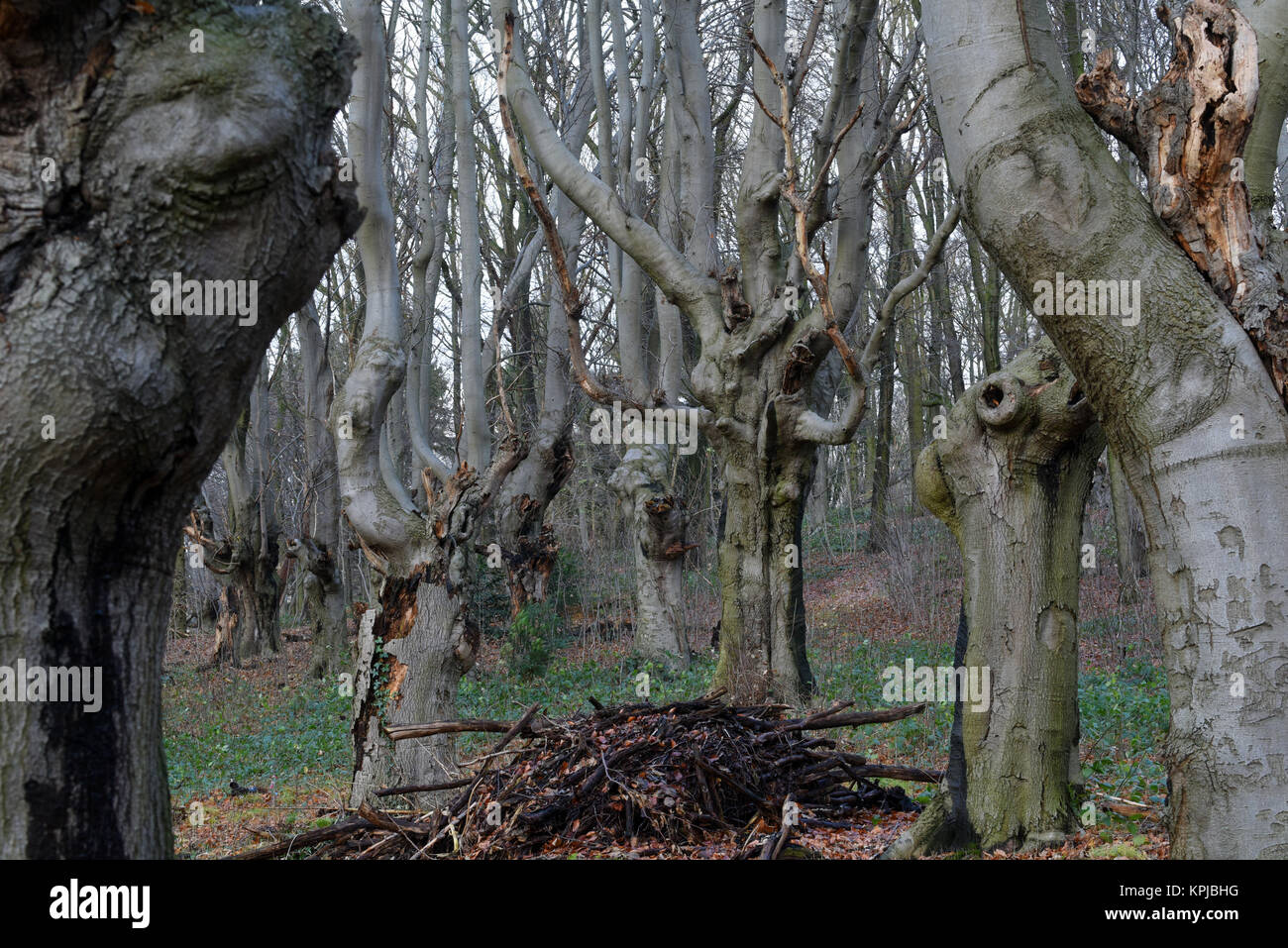 Head beeches (common beech) standing in a forest in the Suchteler ...