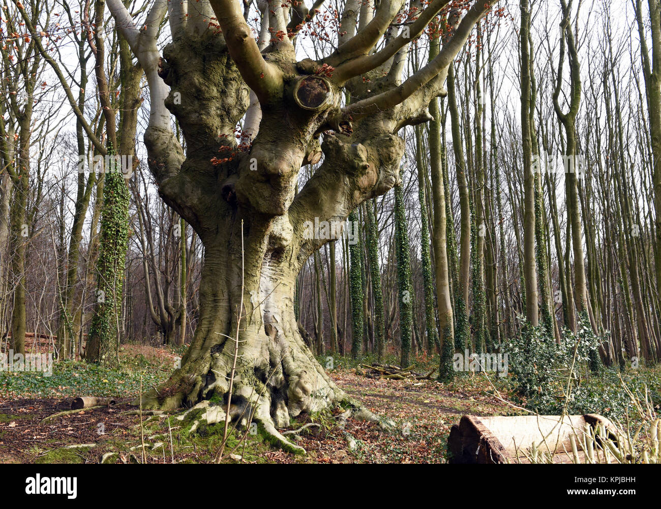 Head beeches (common beech) standing in a forest in the Suchteler ...