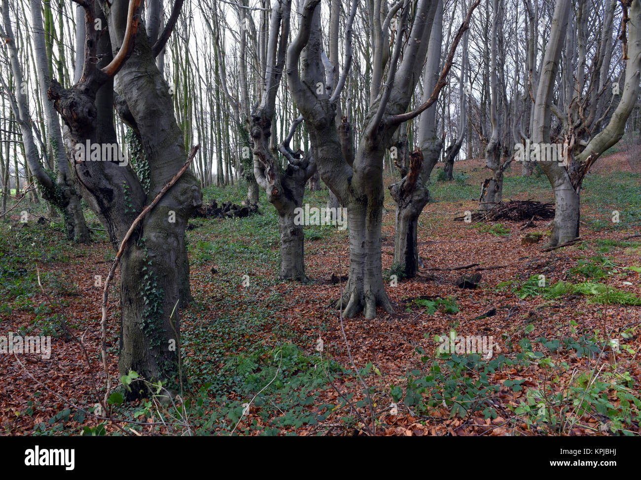 Head beeches (common beech) standing in a forest in the Suchteler ...