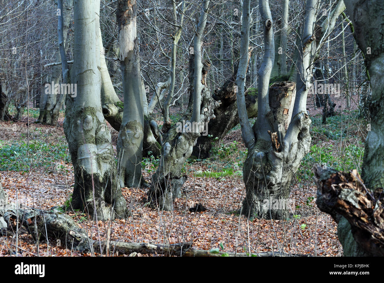 Head beeches (common beech) standing in a forest in the Suchteler ...