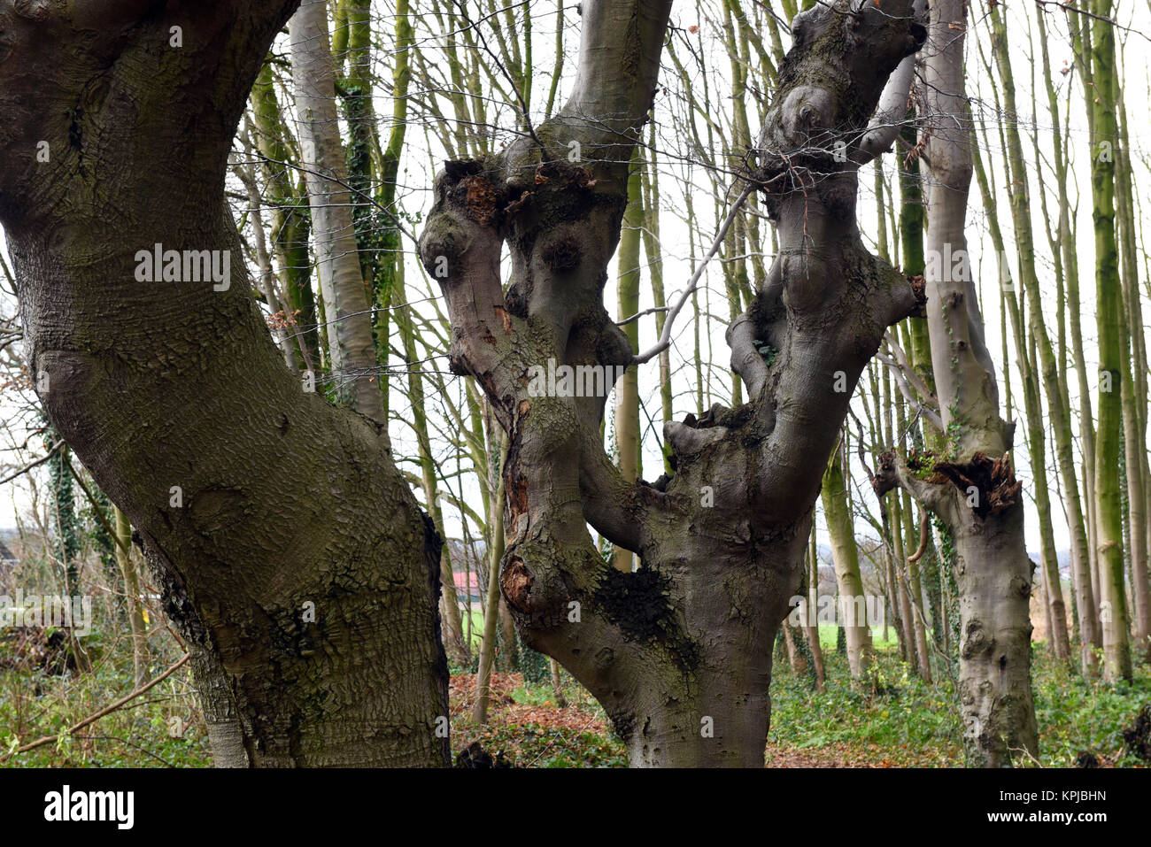 Head beeches (common beech) standing in a forest in the Suchteler ...