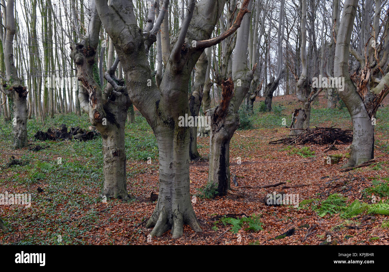 Head beeches (common beech) standing in a forest in the Suchteler ...